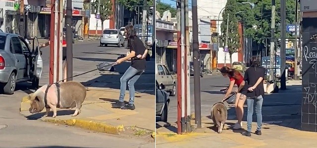 Video: sacó a pasear un chancho por el centro de Lanús | Telefe Córdoba